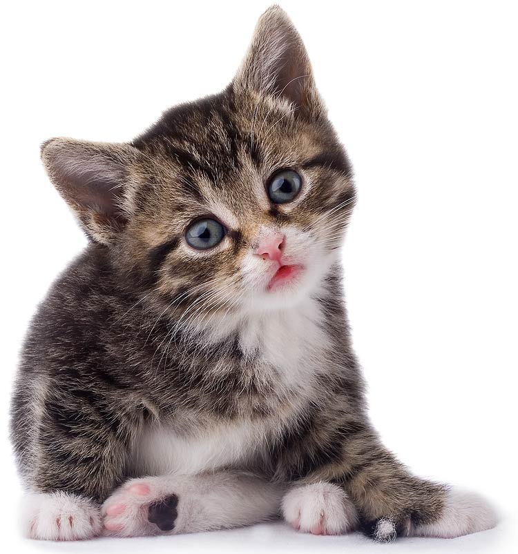 Chovateľské potreby :: Mačky | EkoKrajina.sk